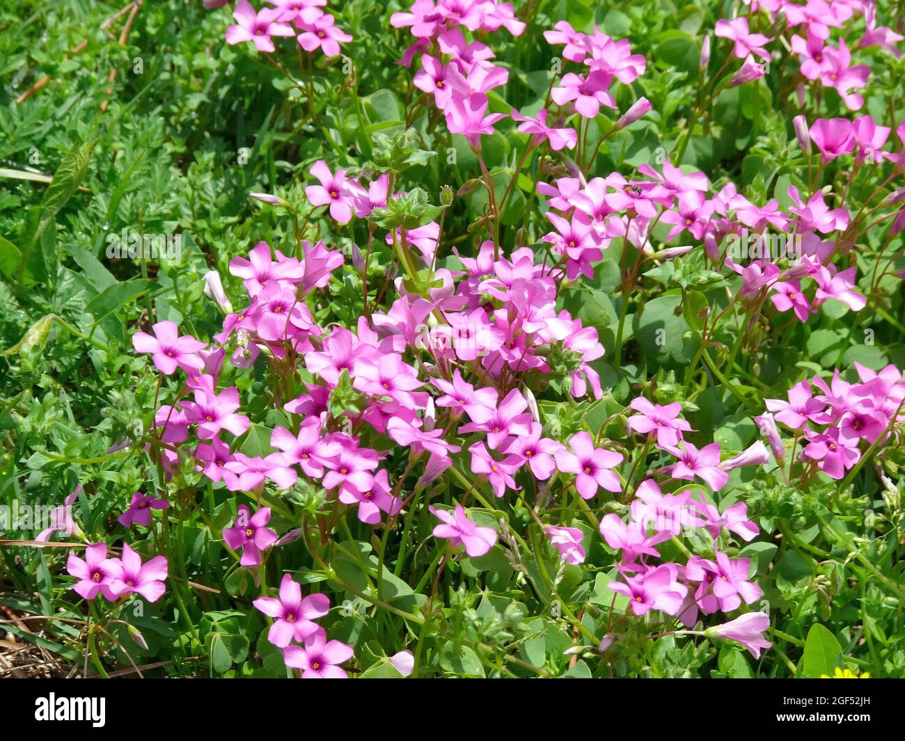 pink-sorrel, pink wood sorrel, Oxalis articulata, rózsás madársóska ...
