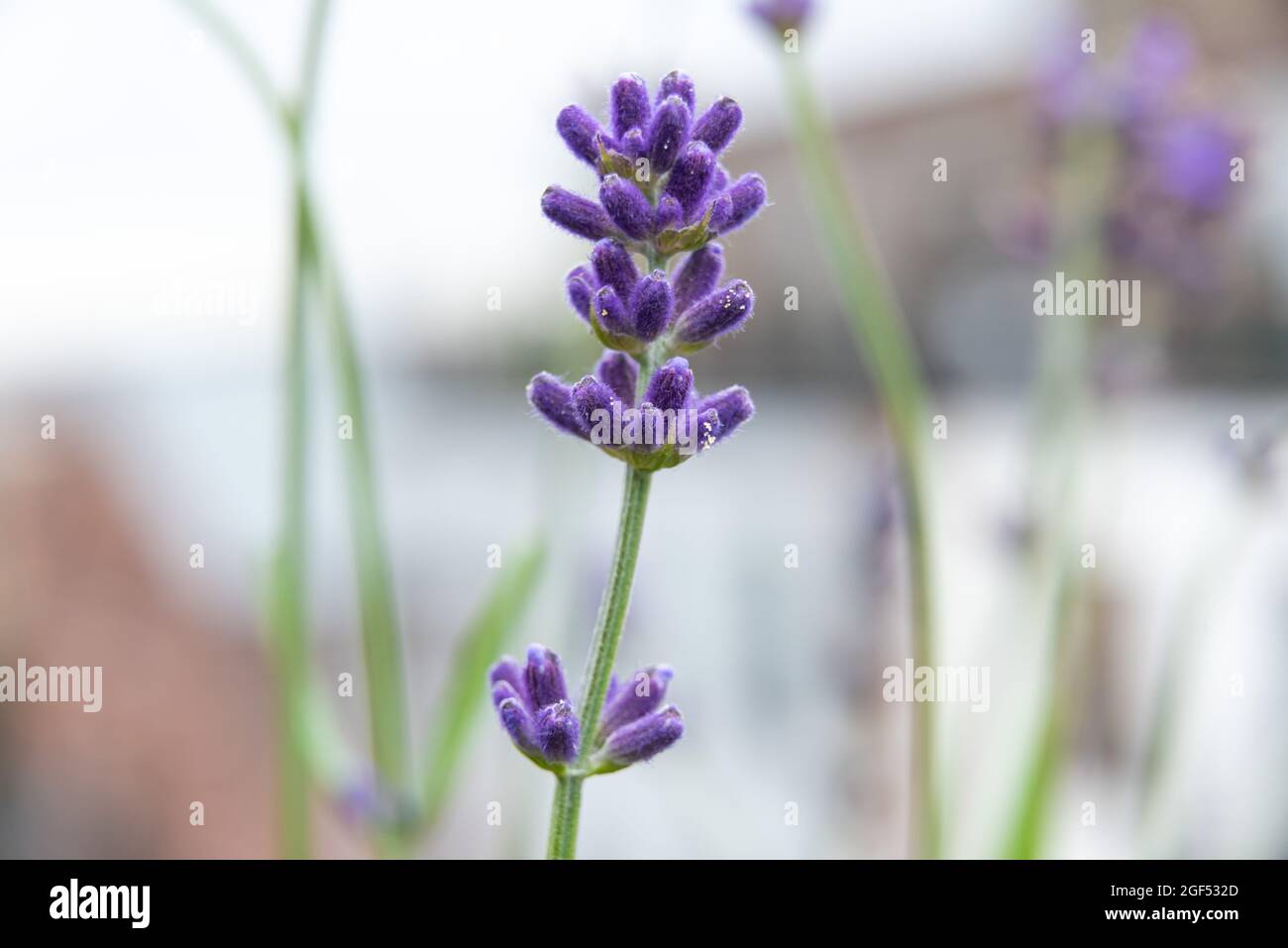 Purple blooming lavender plant, close up - lavandula officinalis Stock ...