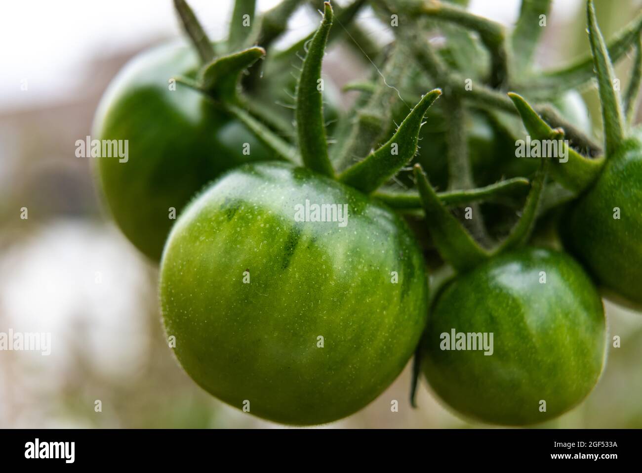 Bunch of tomatoes hi-res stock photography and images - Alamy