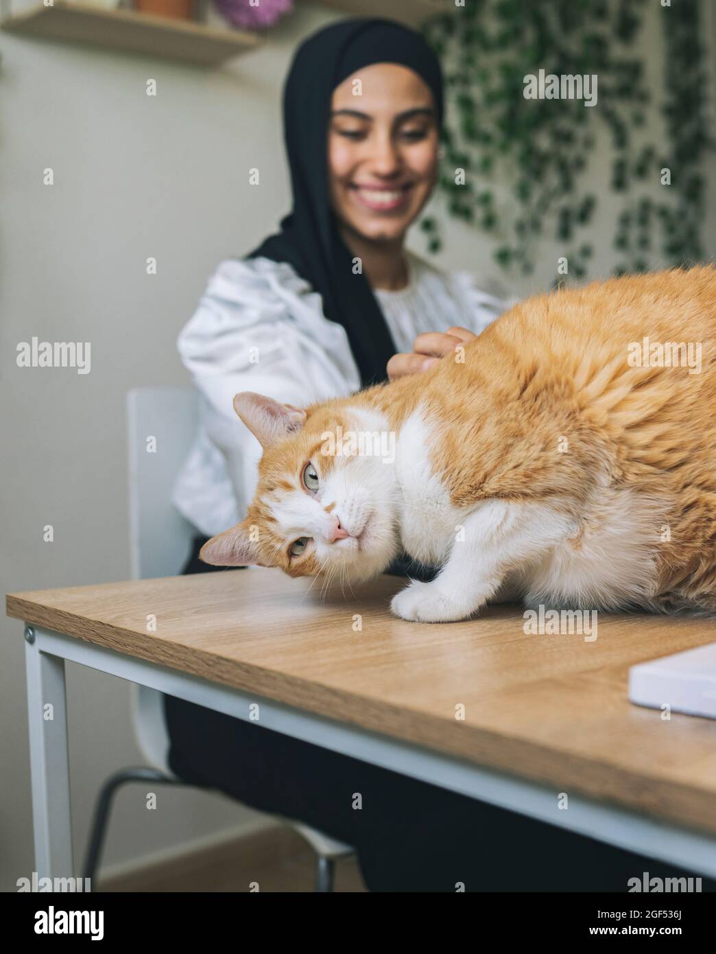 Ginger female cat hi-res stock photography and images - Alamy