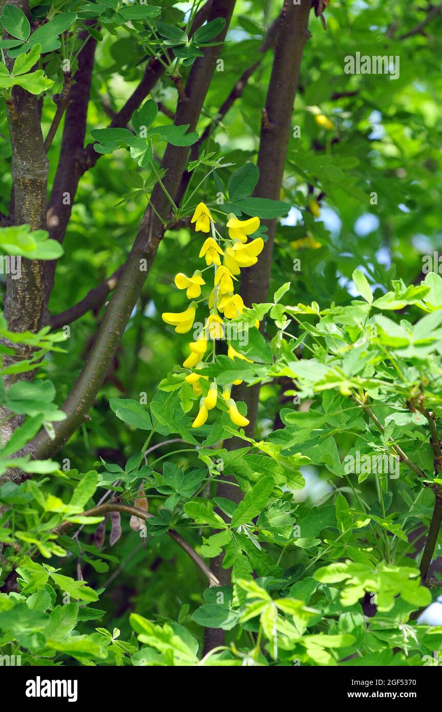 common laburnum, golden chain or golden rain, Gemeiner Goldregen ...