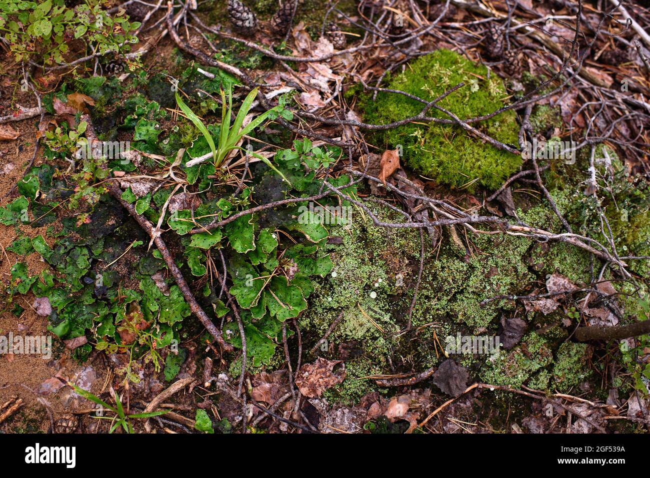 Close-up background. Moss and lichens on the ground in the forest Stock Photo - Alamy