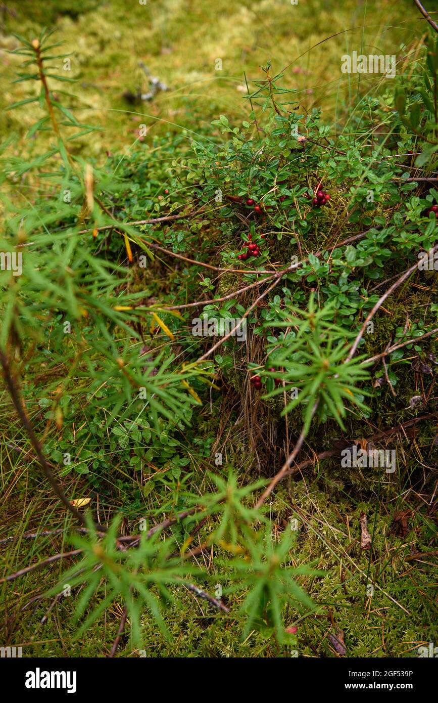 Fruits of the northern cranberry berry close-up in the forest on a bush ...