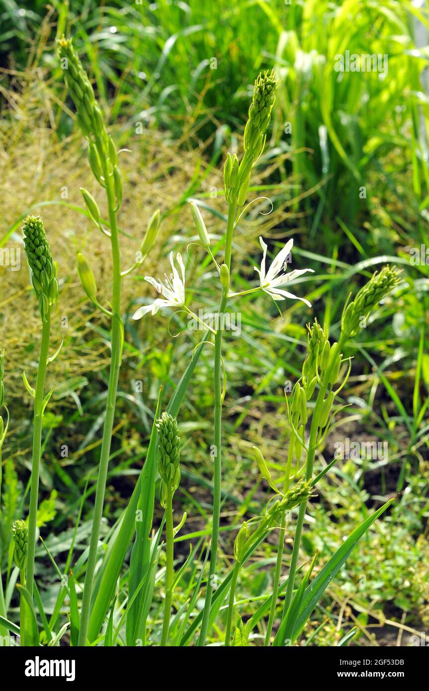 great camas or large camas, Leichtlin-Prärielilie, Camassia leichtlinii ...