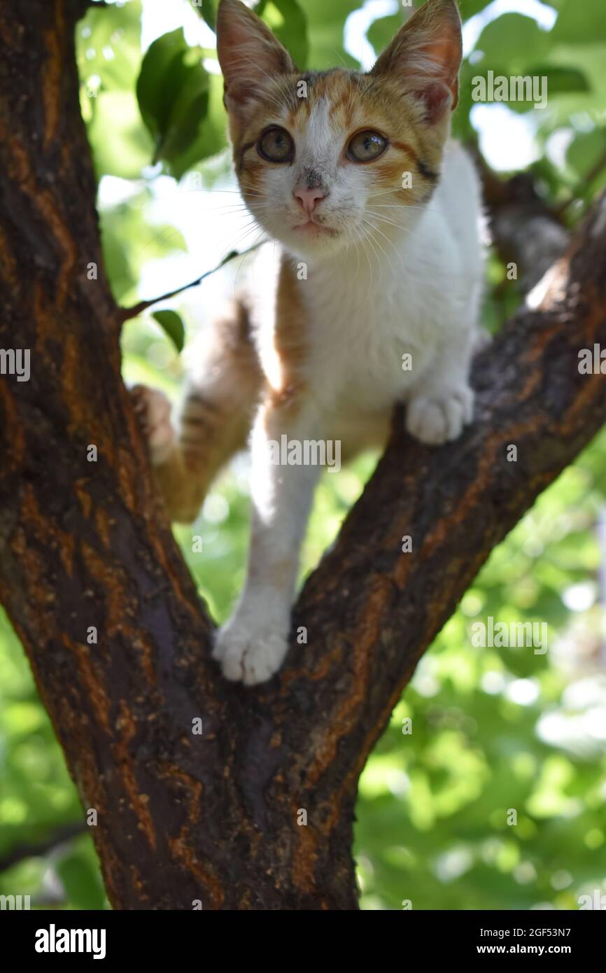 small cat between the leaves in the tree Stock Photo - Alamy
