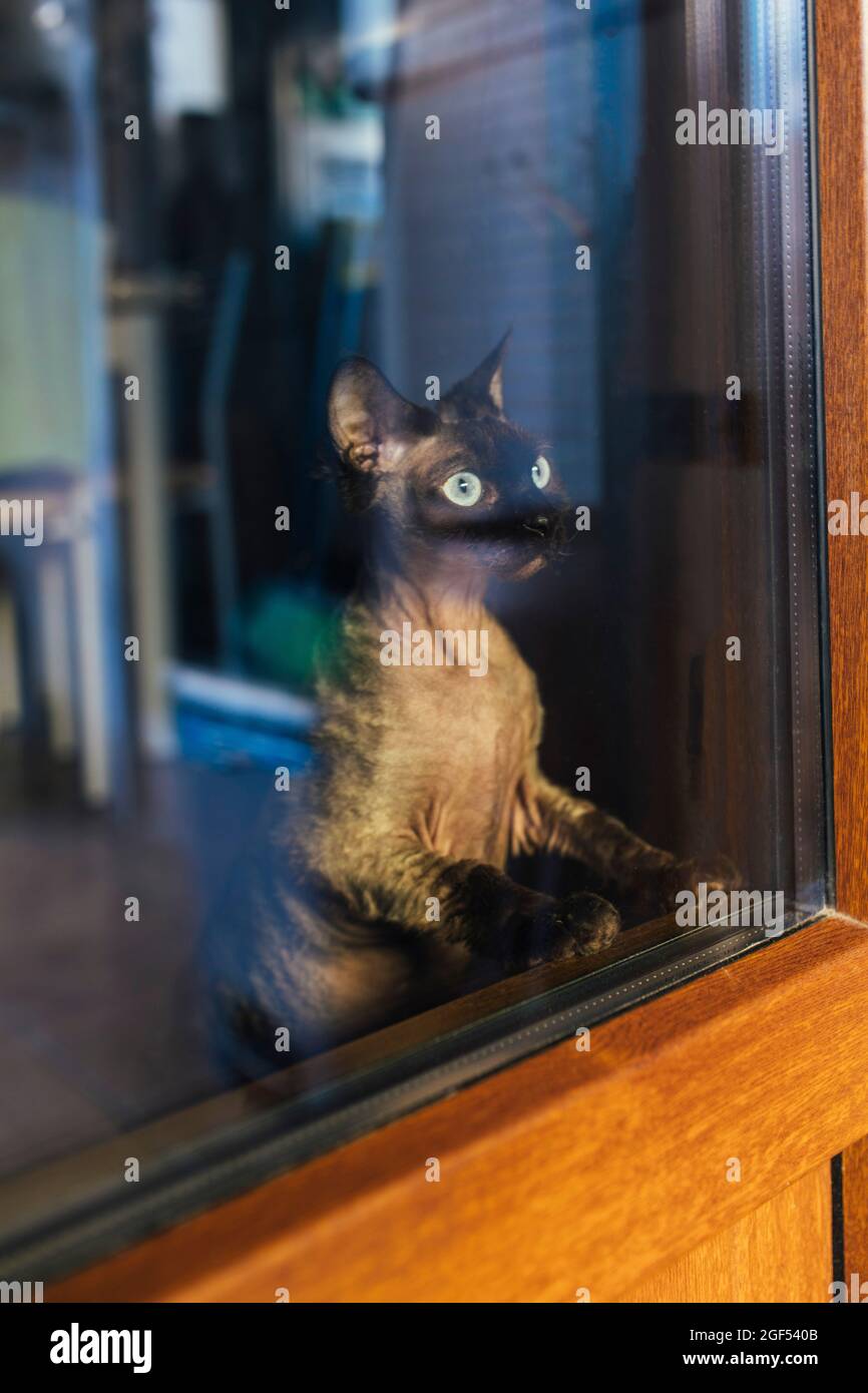 Cat looking through glass in cafe Stock Photo - Alamy