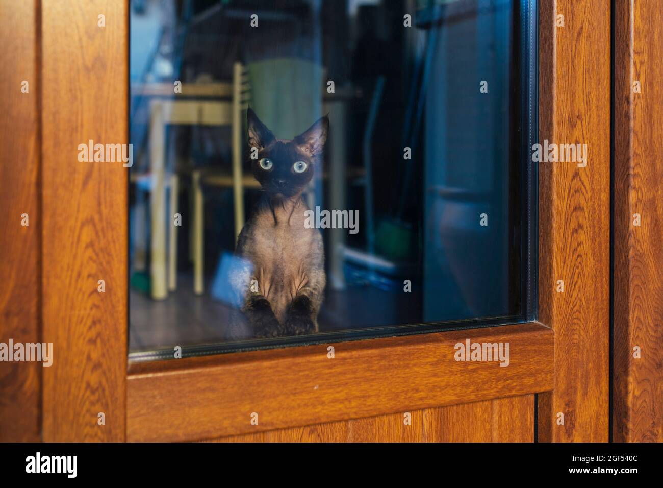 Cat looking through glass on wooden door in cafe Stock Photo - Alamy