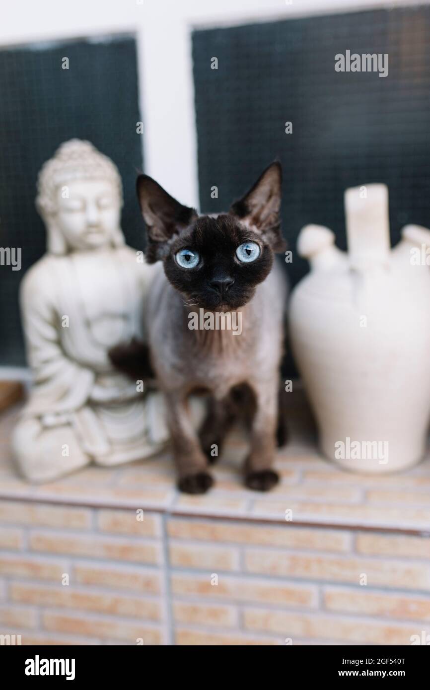 Buddha cat hi-res stock photography and images - Alamy