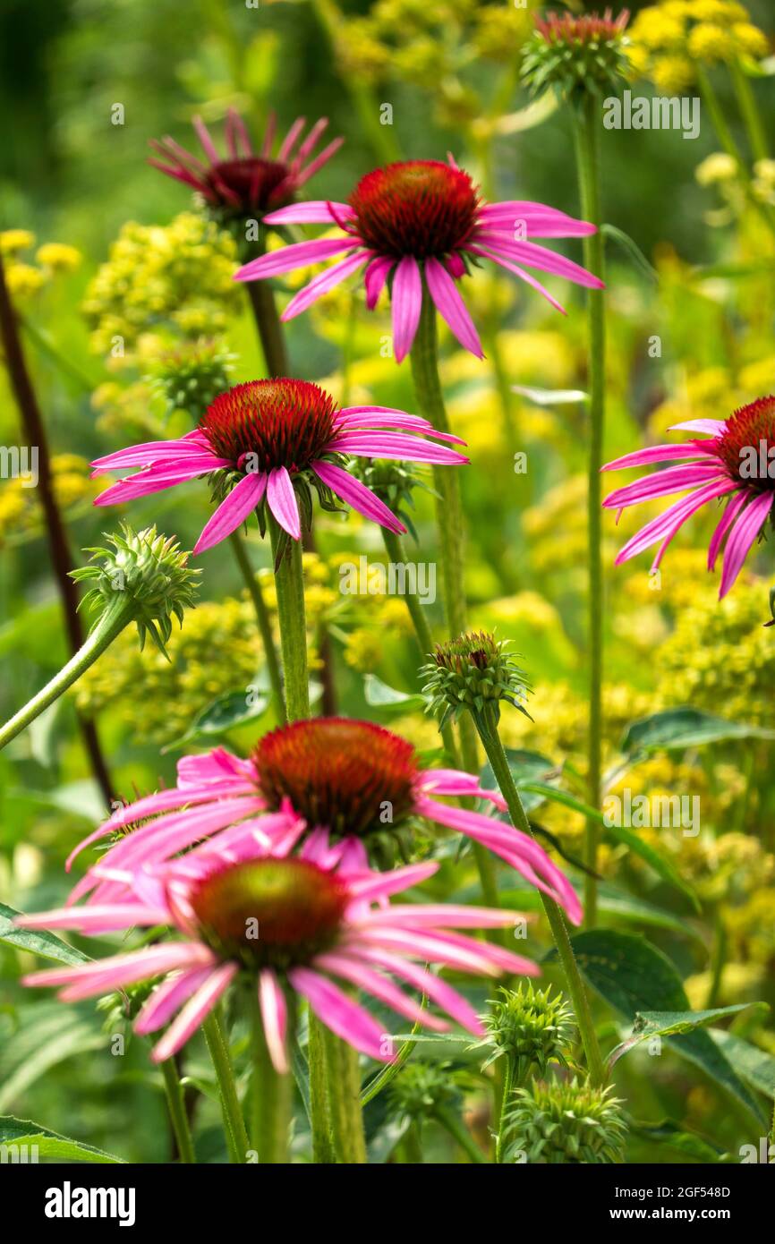 Field of coneflowers hi-res stock photography and images - Alamy