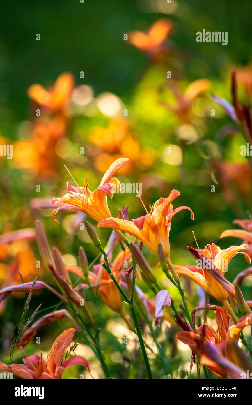 Fire lilies hi-res stock photography and images - Alamy