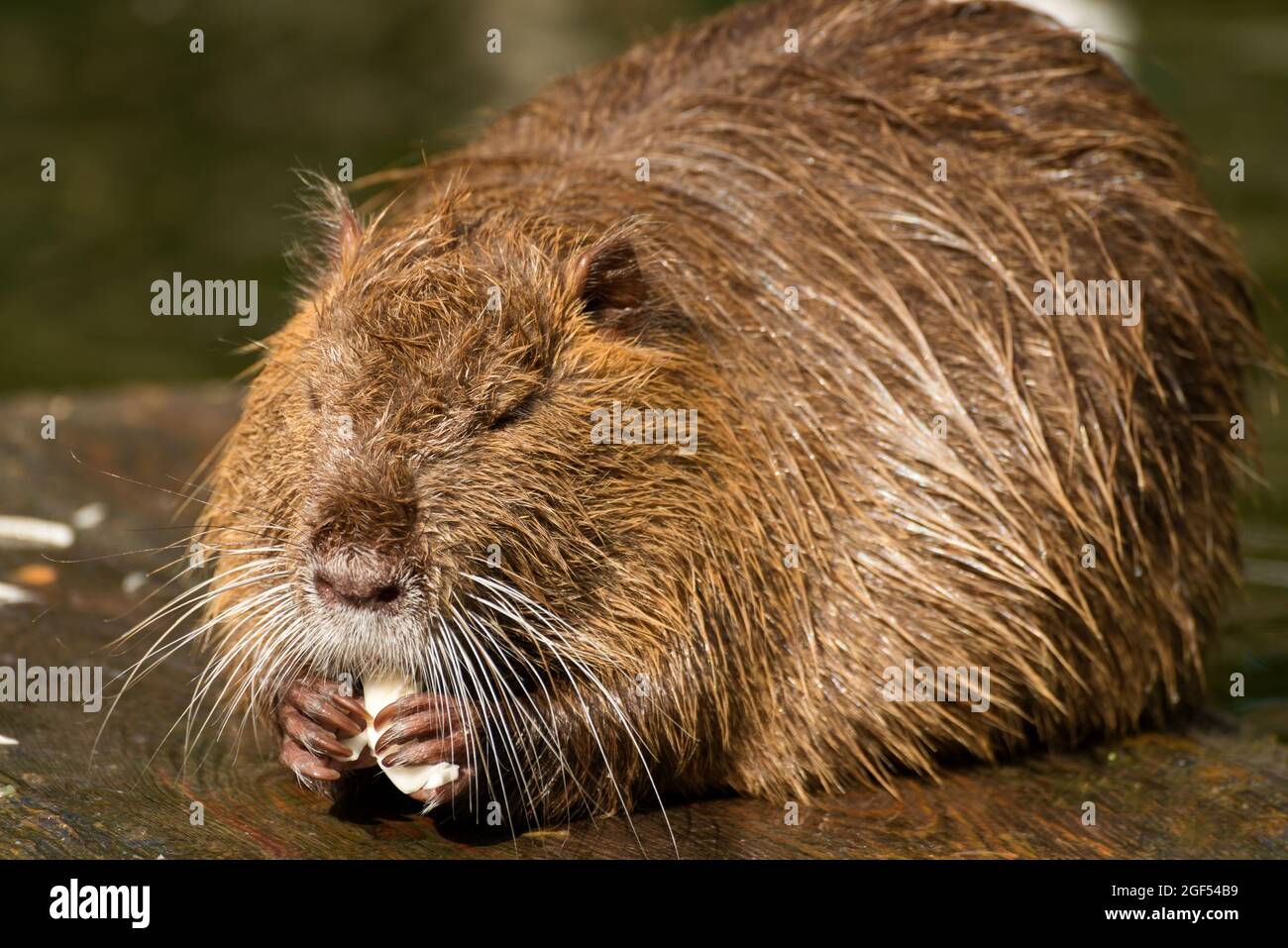 All Grown Up River Rats