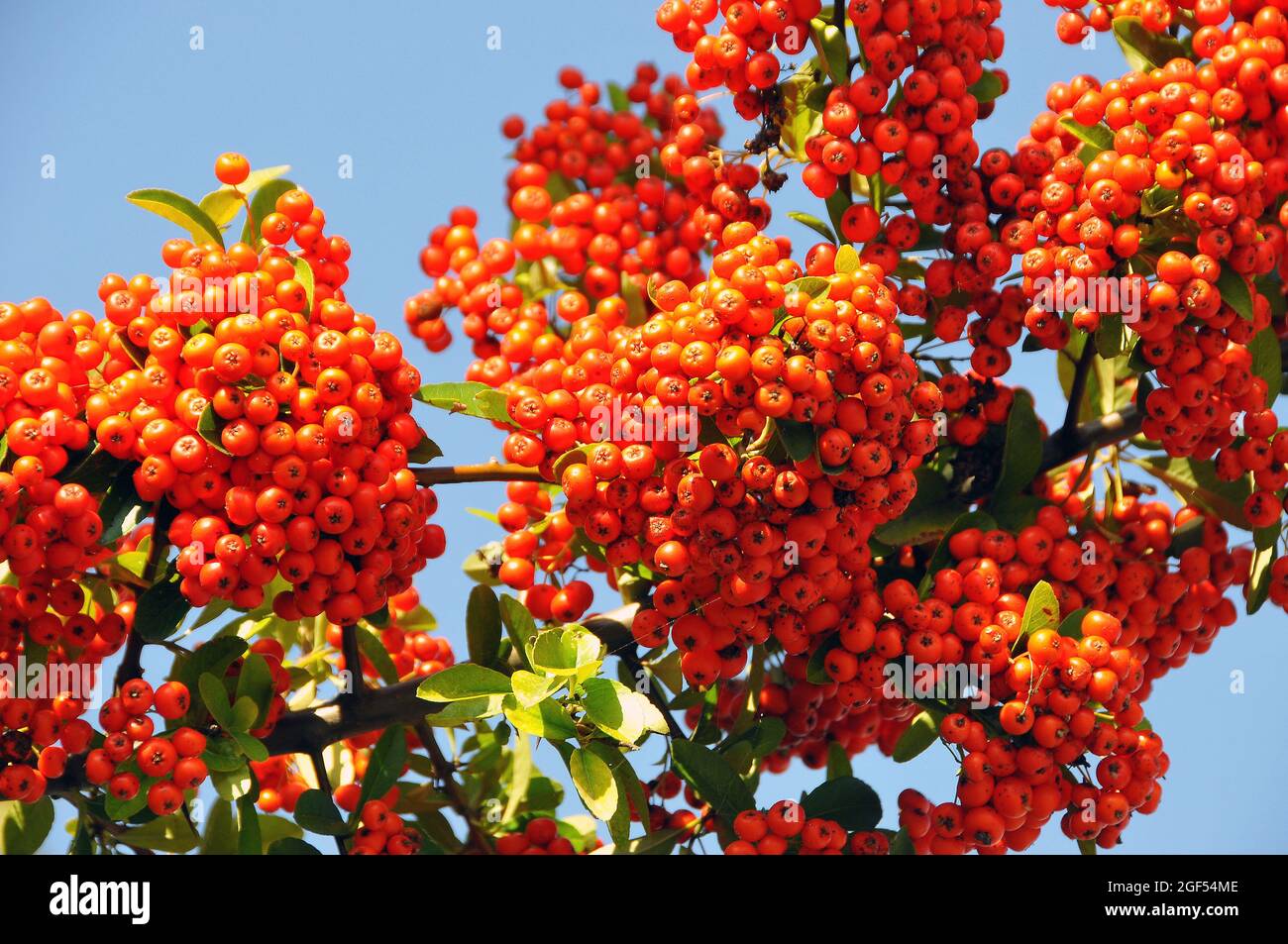 scarlet firethorn, red firethorn, Mittelmeer-Feuerdorn, Europäischer ...