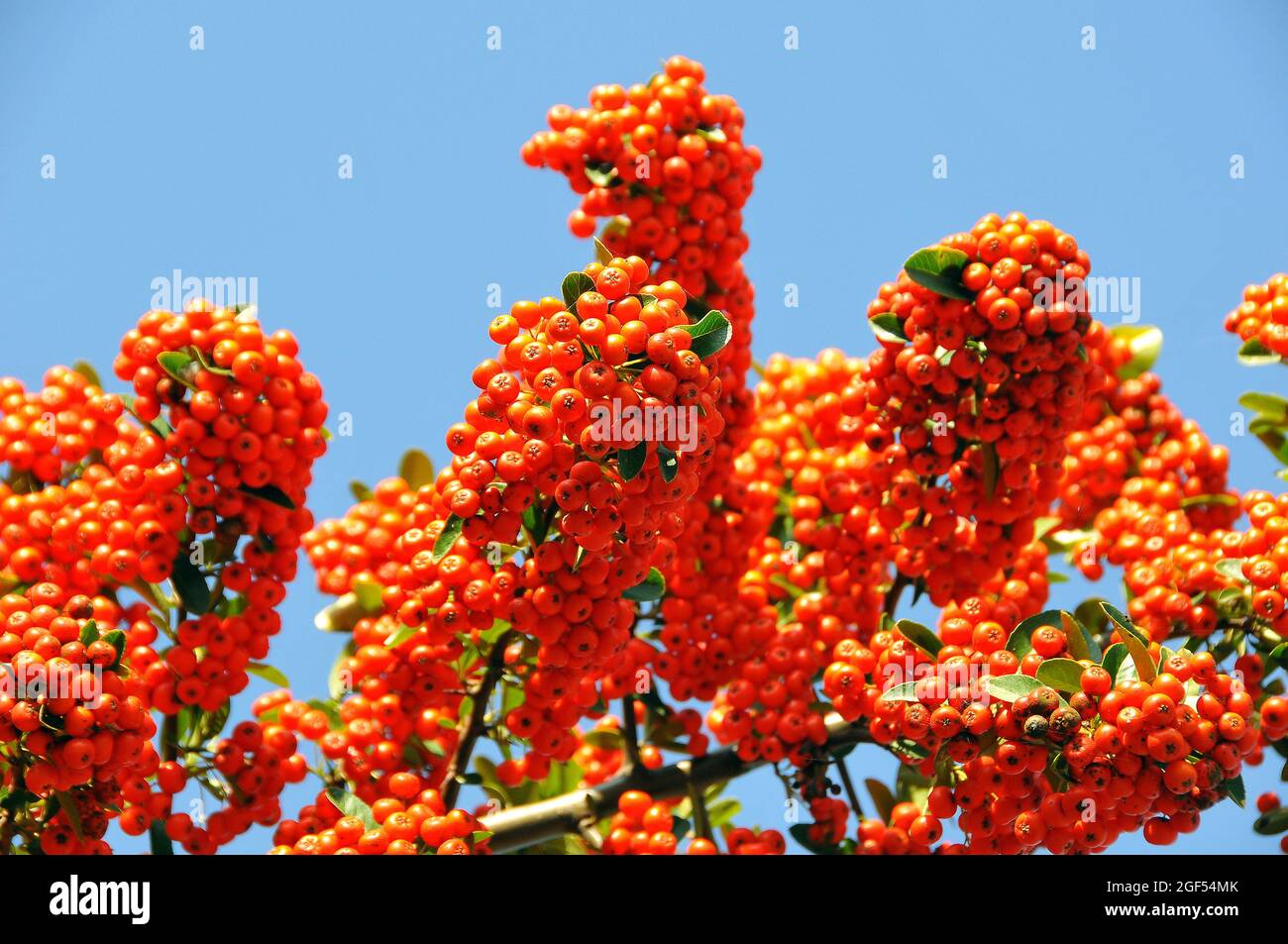 scarlet firethorn, red firethorn, Mittelmeer-Feuerdorn, Europäischer ...