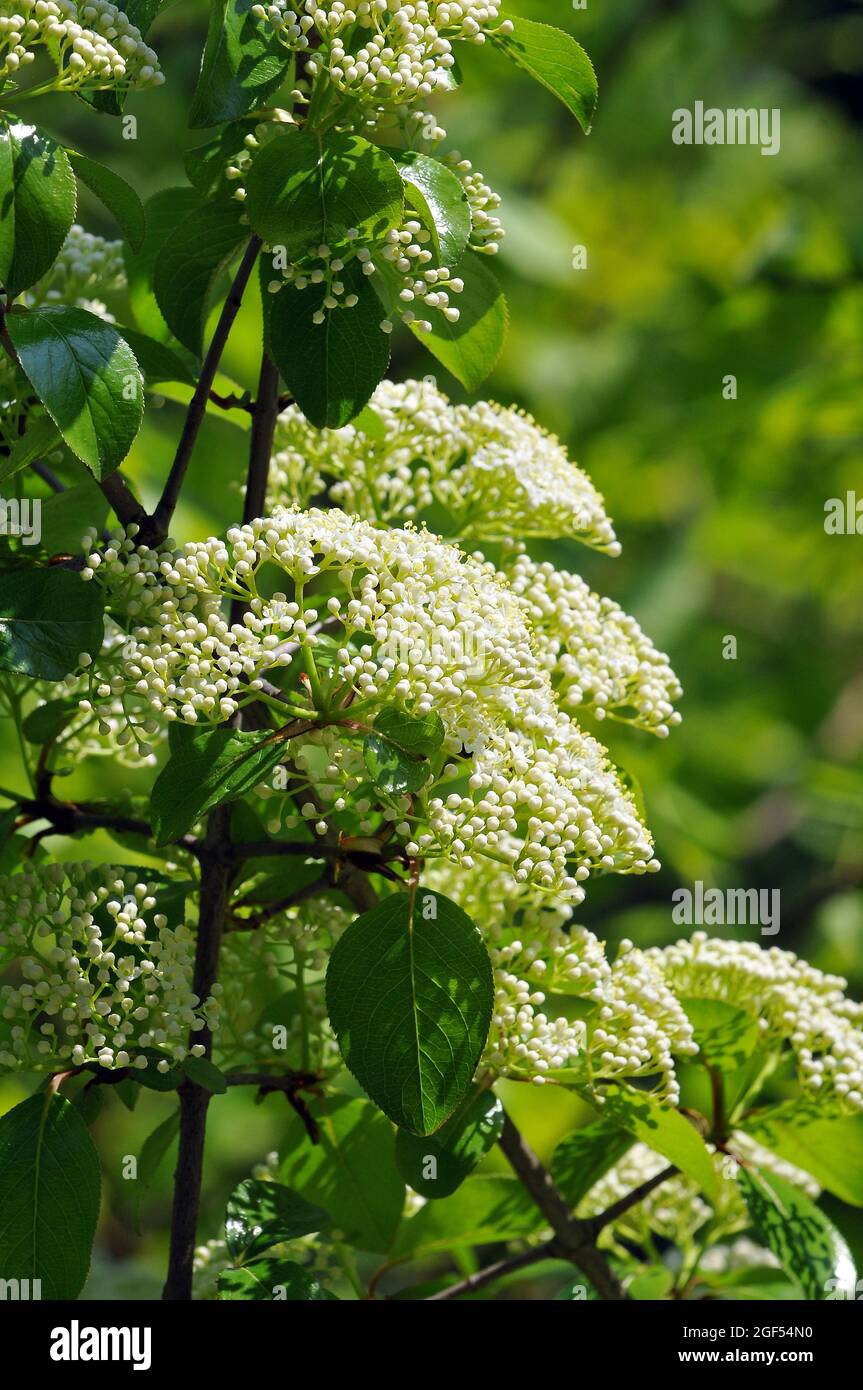 Rusty blackhaw viburnum hi-res stock photography and images - Alamy