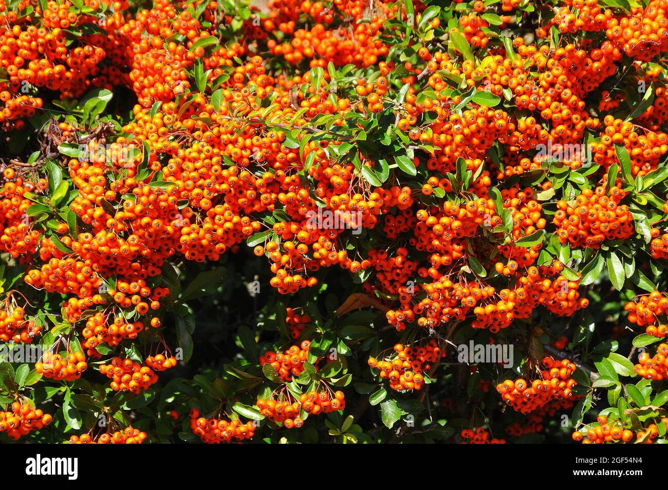 scarlet firethorn, red firethorn, Mittelmeer-Feuerdorn, Europäischer ...