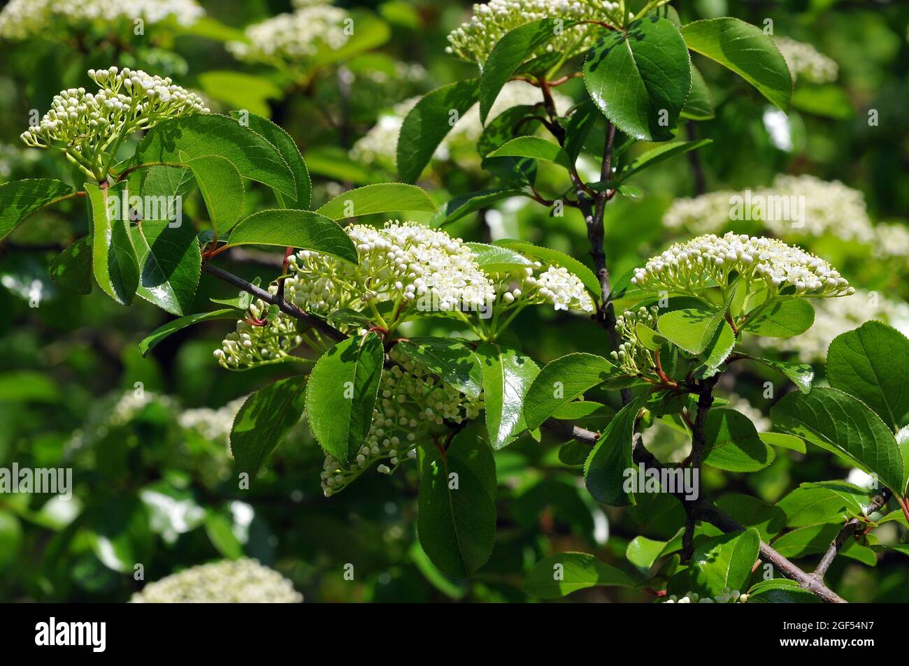 rusty blackhaw, blue haw, rusty nanny-berry, southern black haw ...