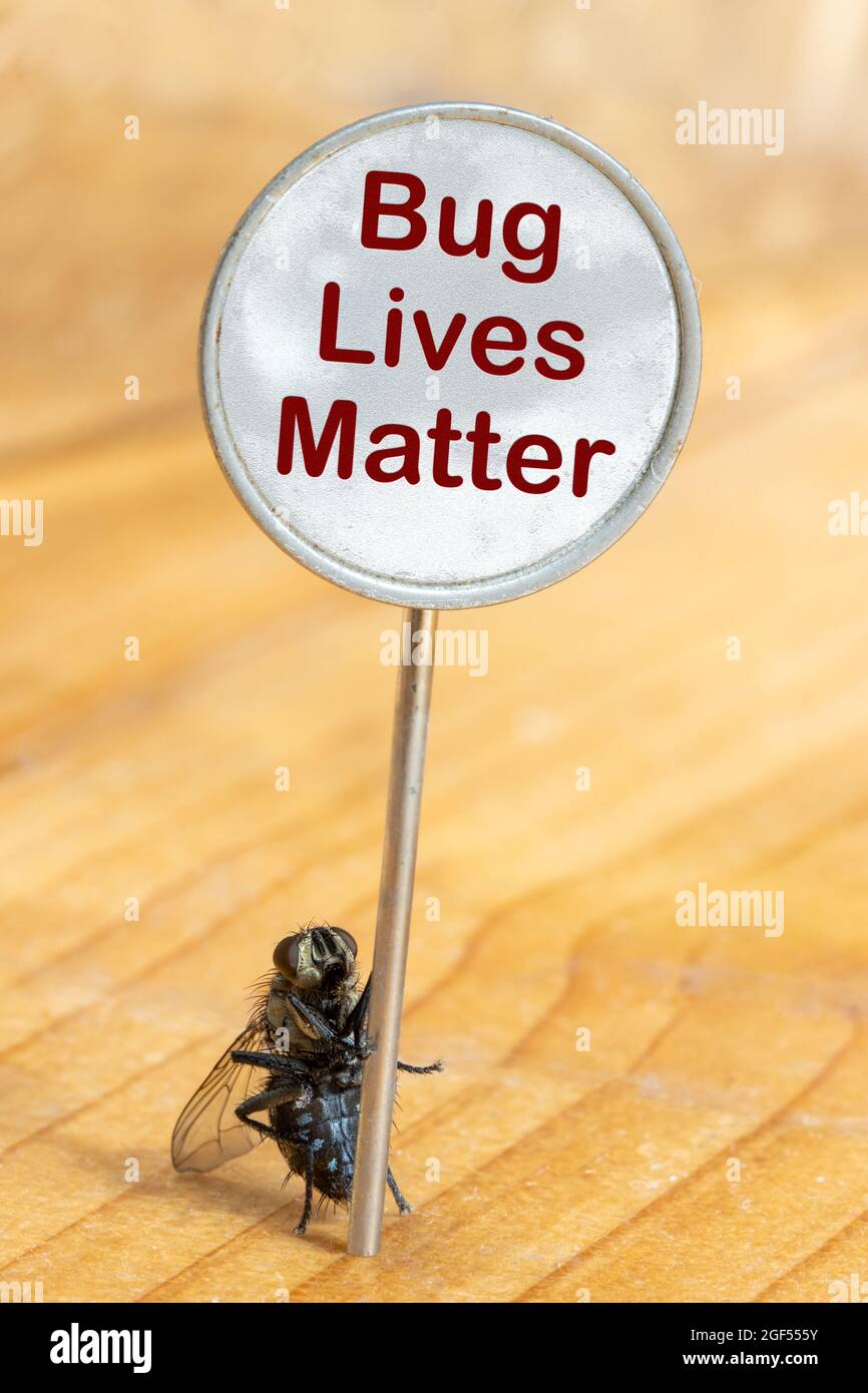 The fly stands on its hind legs and holds a board with text Bug Lives ...