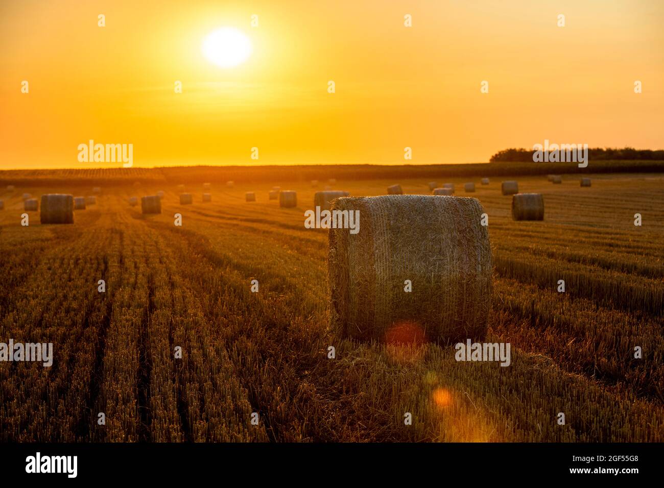 Hay bales lying in plowed field at sunset Stock Photo - Alamy