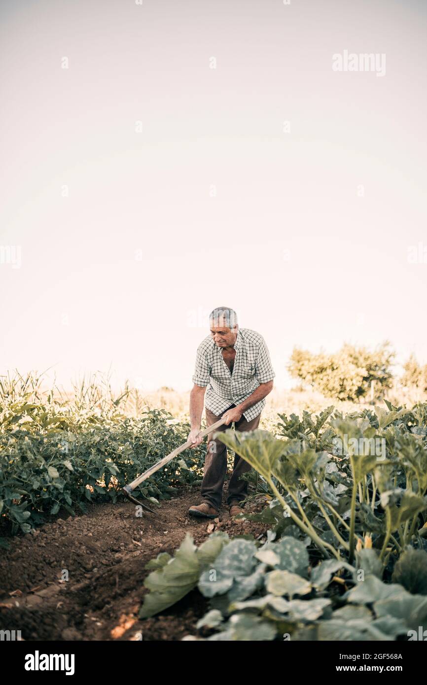 Senior male farmer digging with shovel in vegetable garden Stock Photo ...