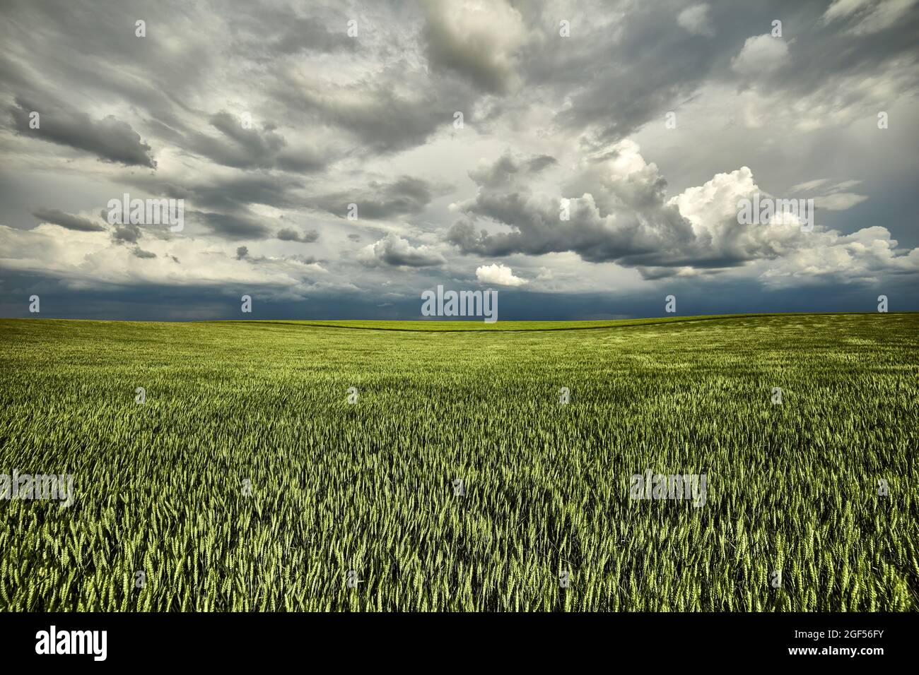 Storm over wheat field hi-res stock photography and images - Alamy