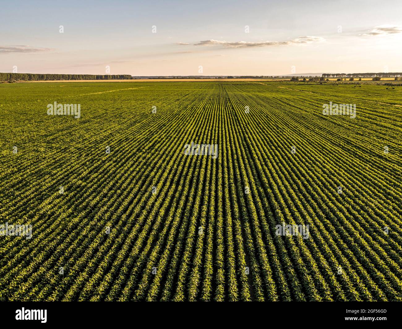 Aerial view of vast soybean field at dusk Stock Photo - Alamy