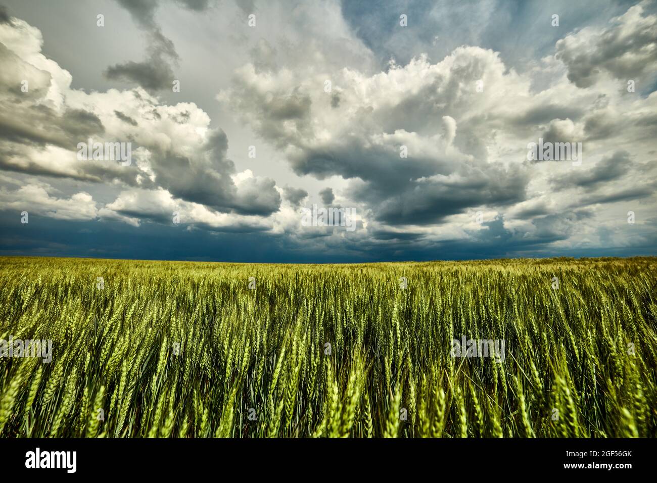 Storm over wheat field hi-res stock photography and images - Alamy