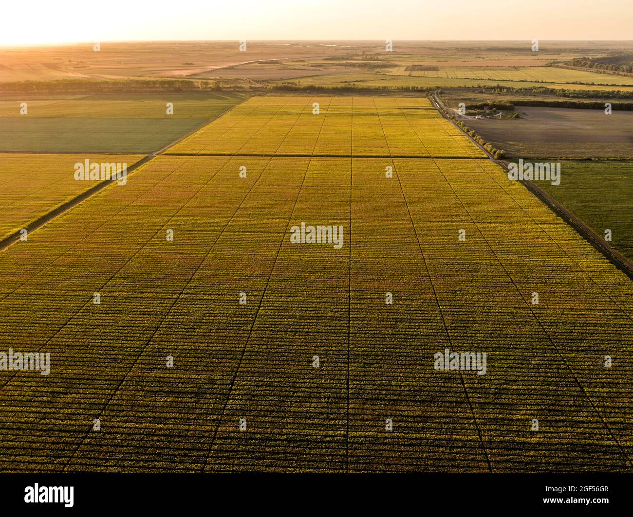 Aerial view of vast agricultural farm fields at summer sunset Stock ...