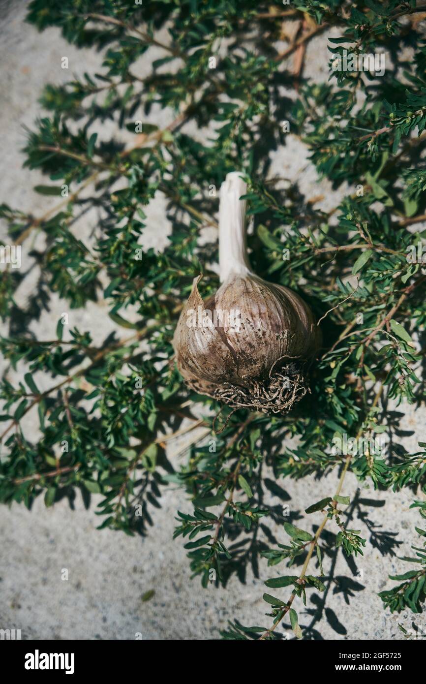 Still life photograph of freshly harvested garlic Stock Photo - Alamy