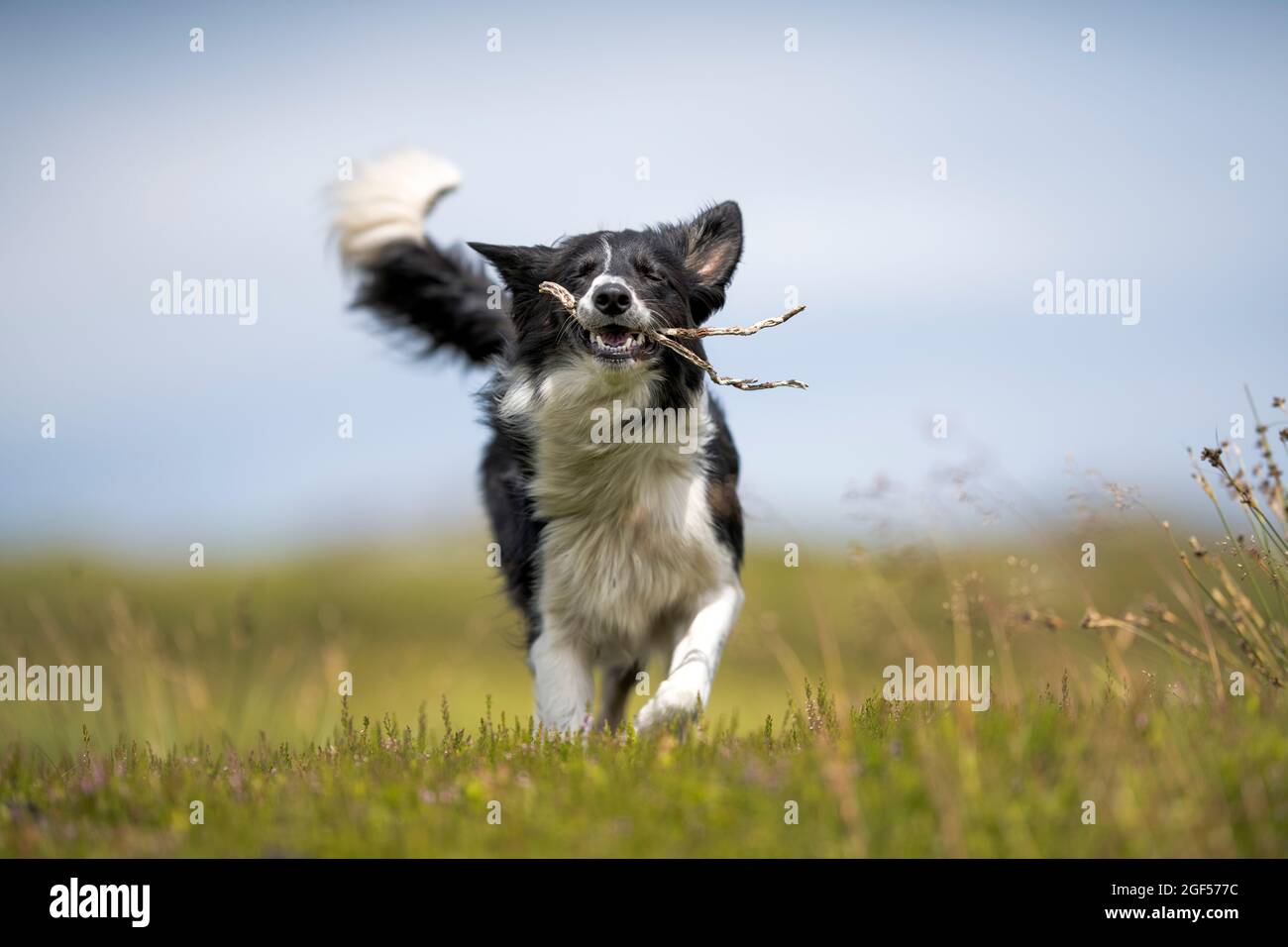 Border collie with stick hi-res stock photography and images - Alamy