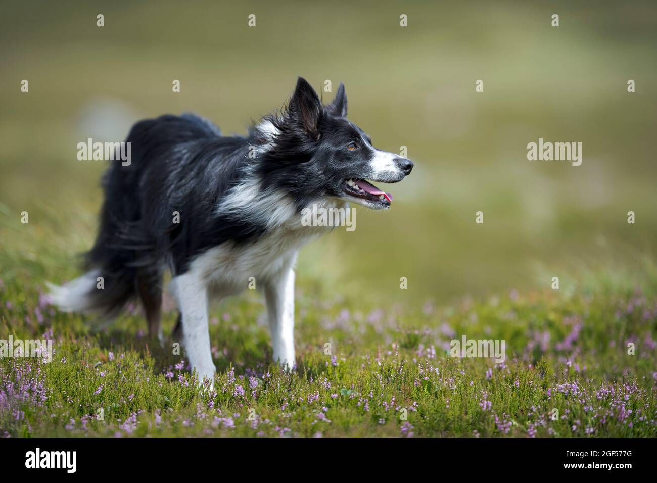 Border collie side view hi-res stock photography and images - Alamy