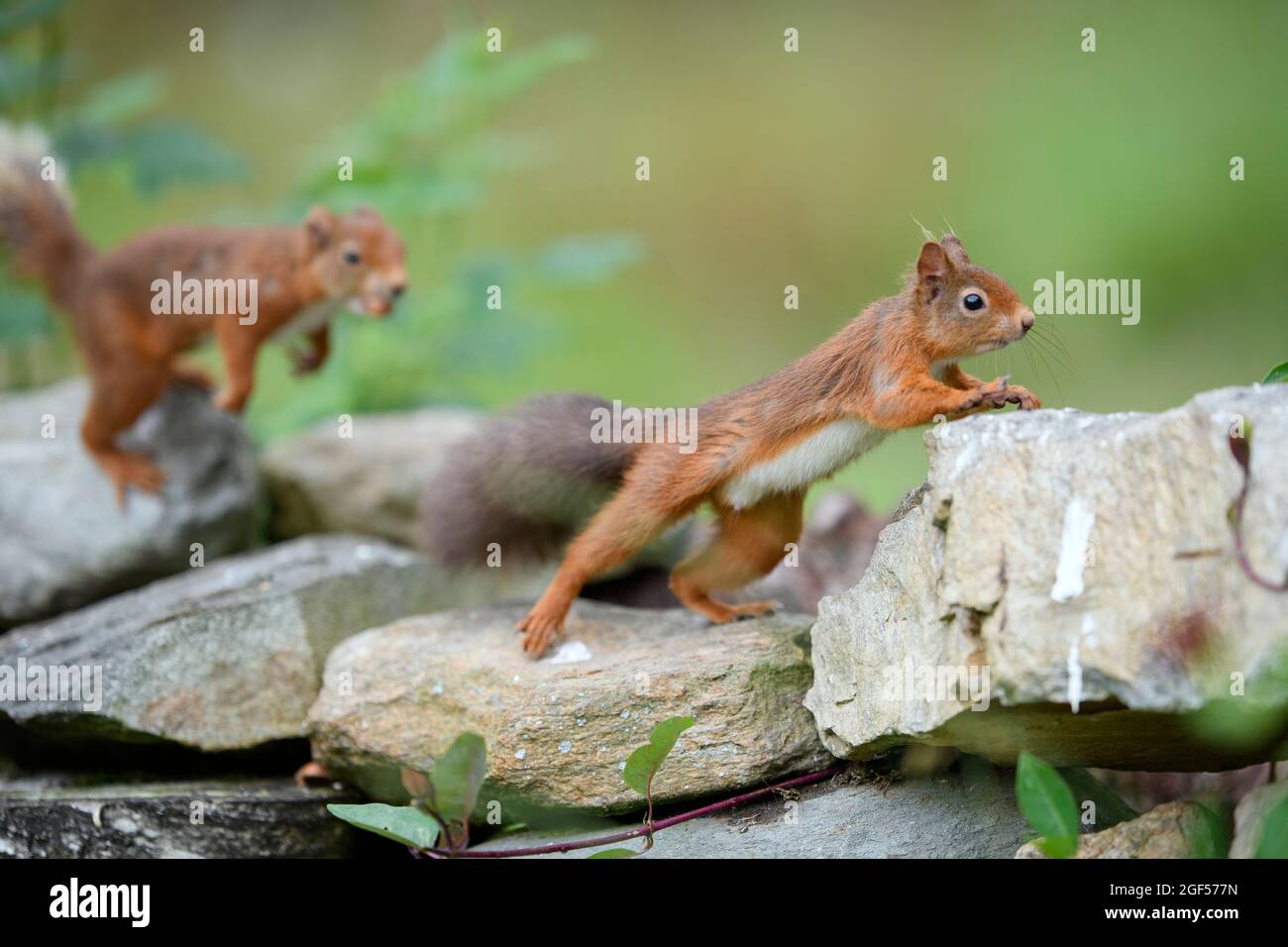 Eurasian red squirrels hi-res stock photography and images - Alamy