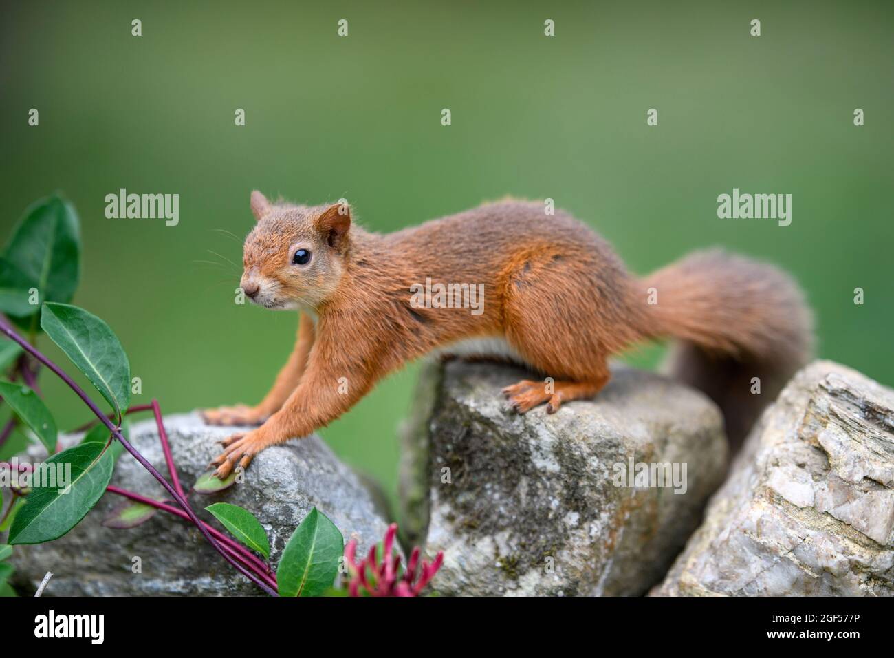Portrait of Eurasian red squirrel (Sciurus vulgaris) crawling on stones Stock Photo - Alamy