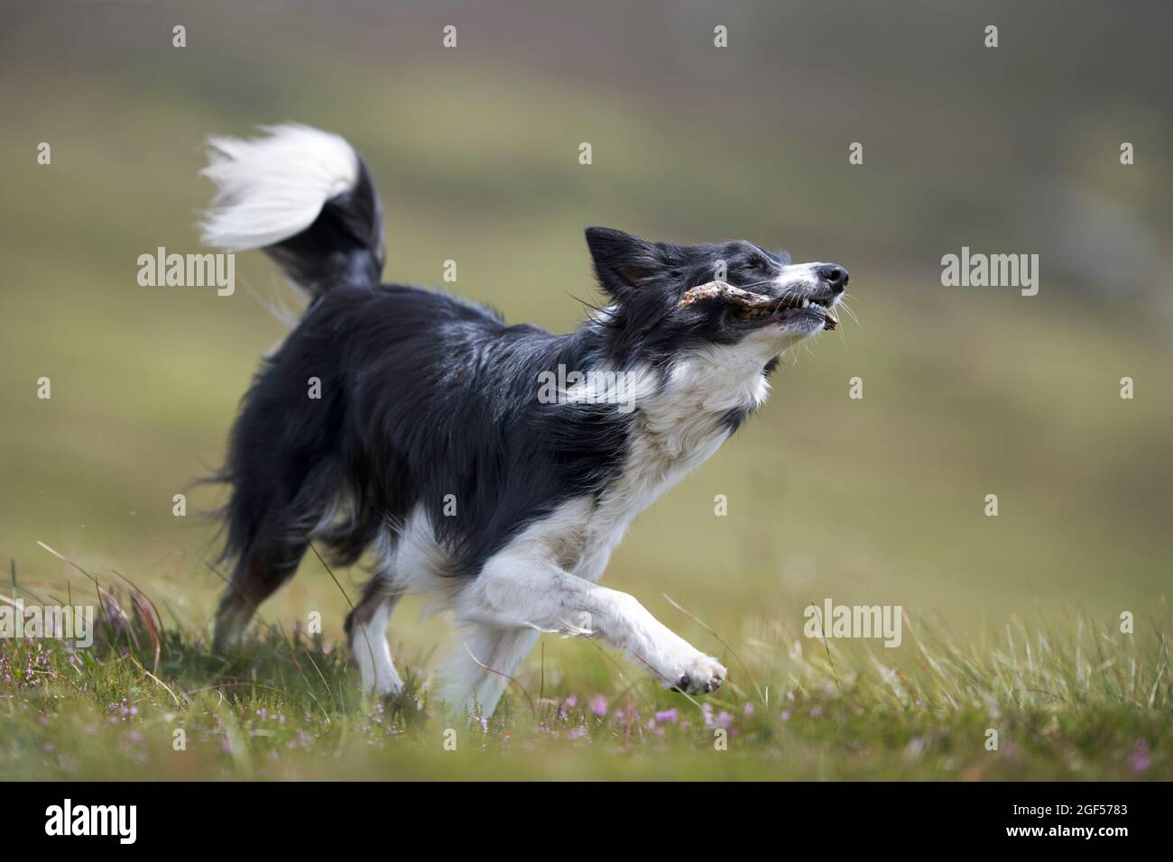 Border collie with stick hi-res stock photography and images - Alamy