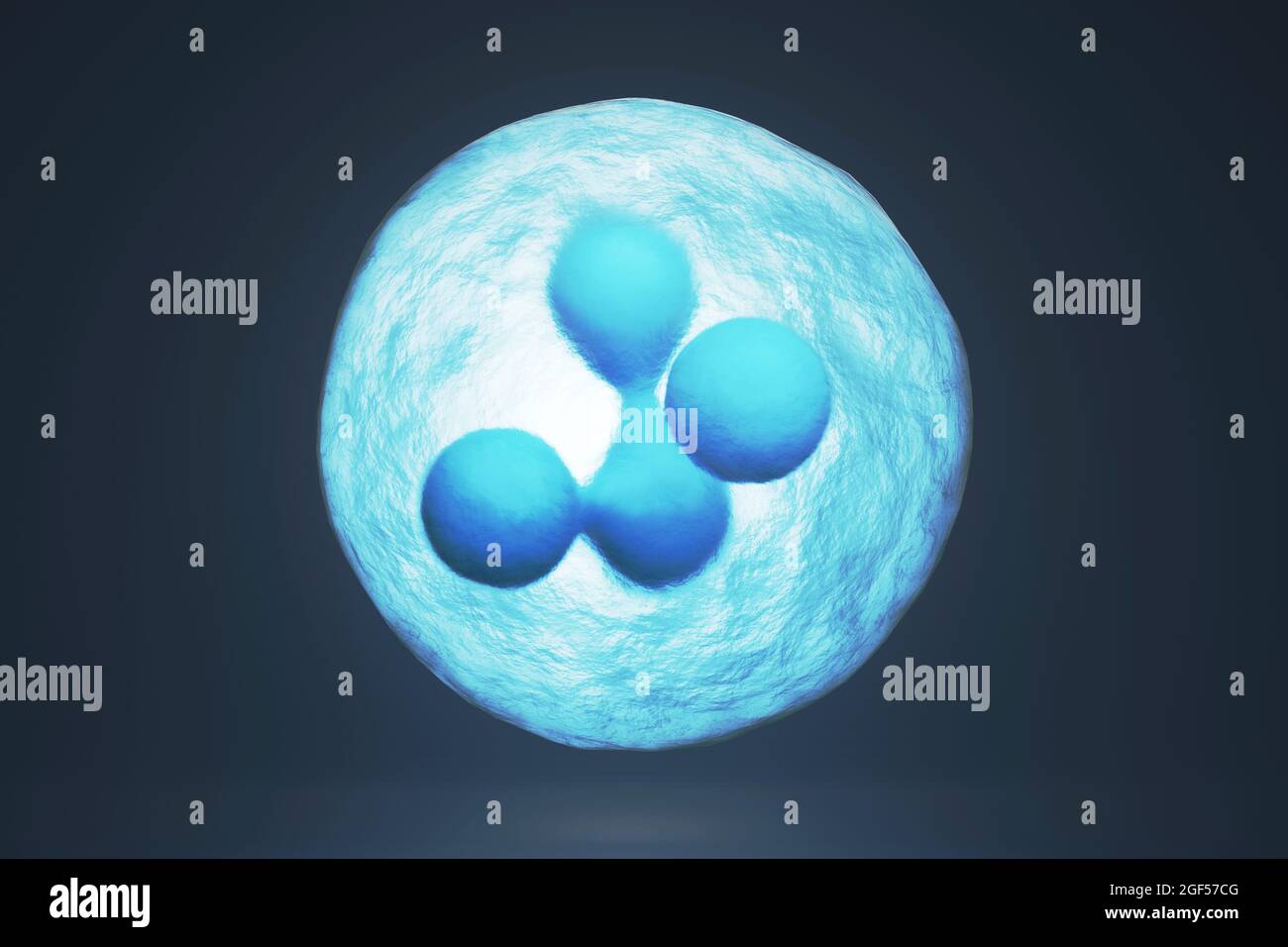 Three dimensional render of mitosis of blue colored cells Stock Photo ...