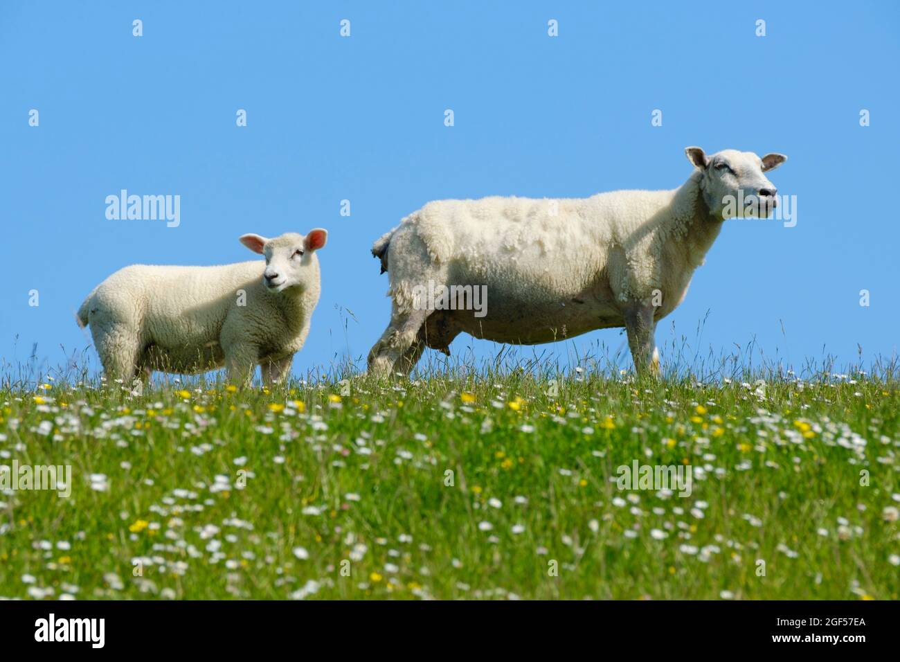 Two sheep hi-res stock photography and images - Alamy