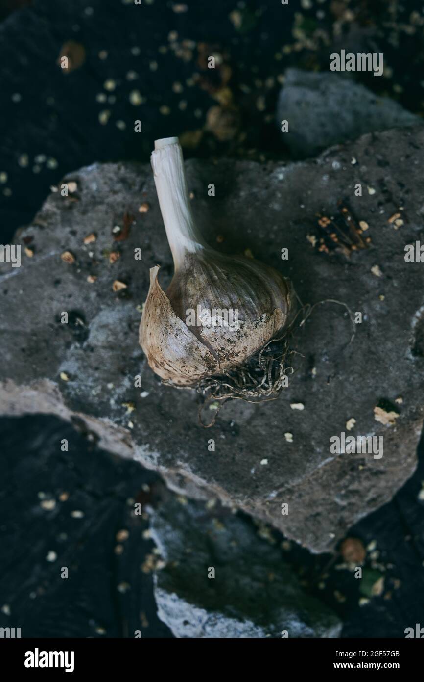 Overhead photograph of a head of garlic on a weathered stone background ...