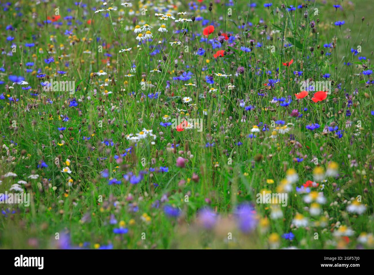 Colorful wildflowers hi-res stock photography and images - Alamy