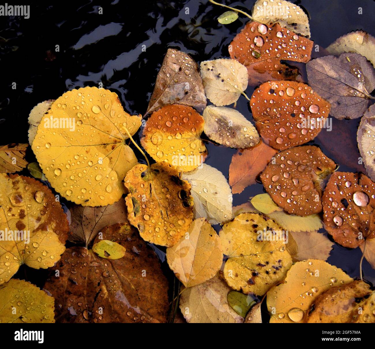 Autumn leaves in a puddle hi-res stock photography and images - Alamy