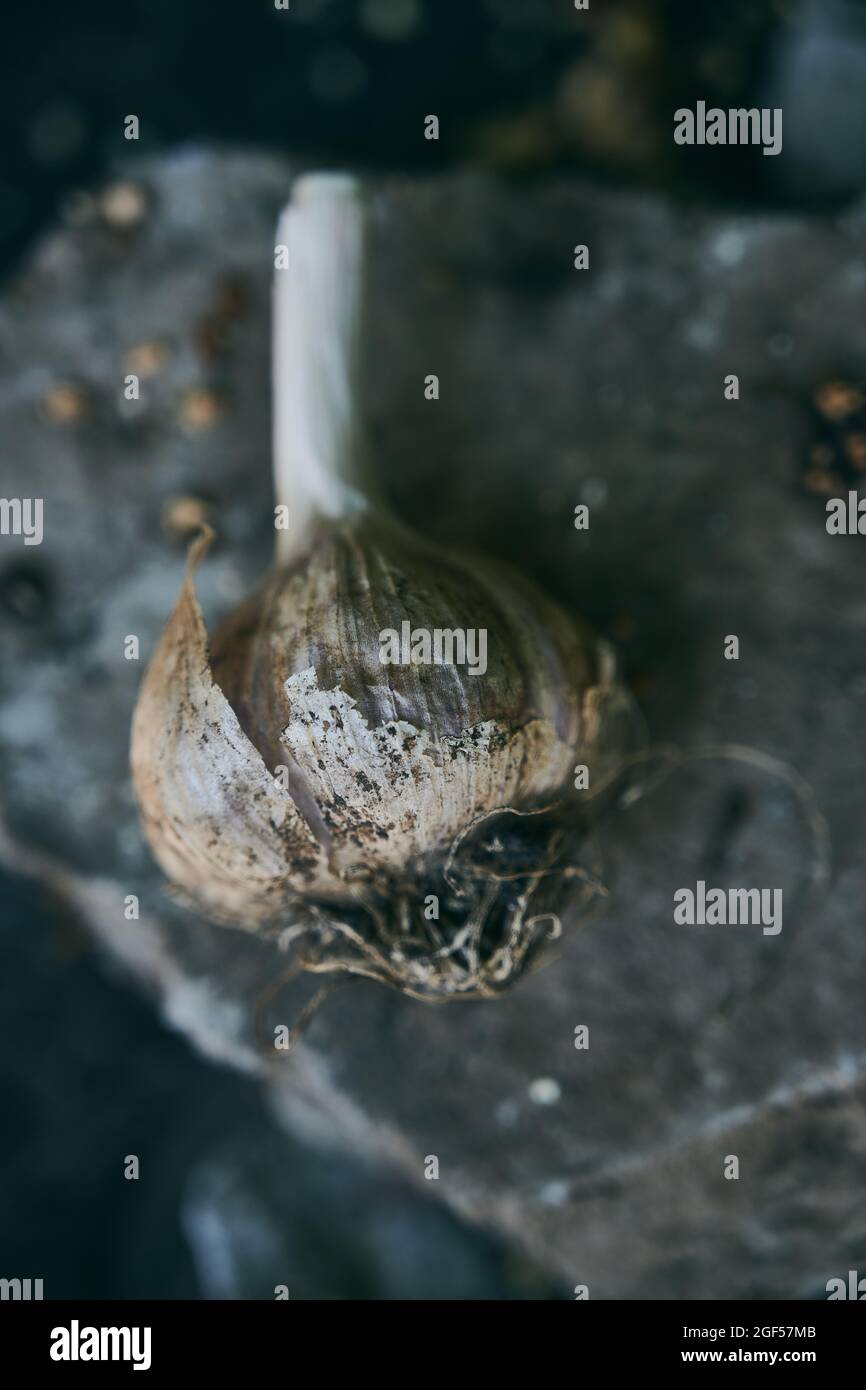 Overhead photograph of a head of garlic on a weathered stone background ...