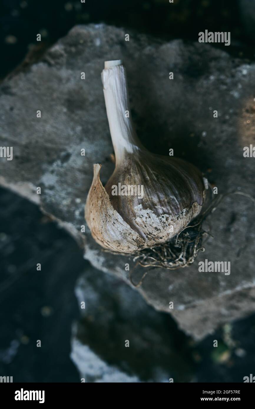 Overhead photograph of a head of garlic on a weathered stone background ...