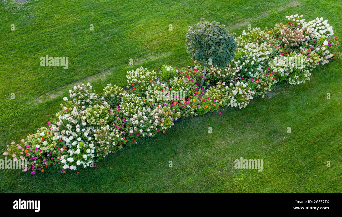 Landscaping, flower bed with blooming colorful hydrangeas on the green ...