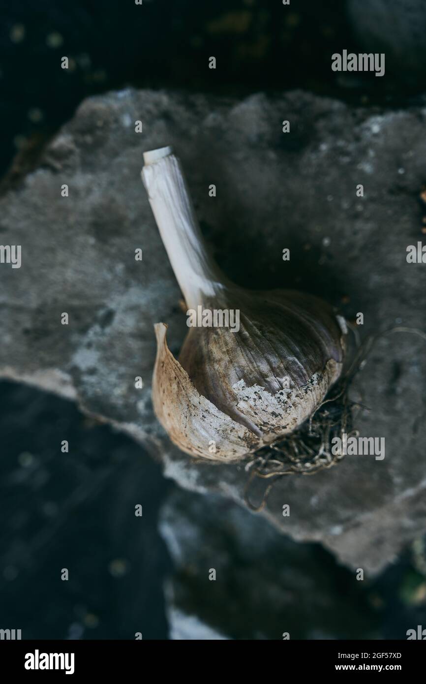 Overhead photograph of a head of garlic on a weathered stone background ...