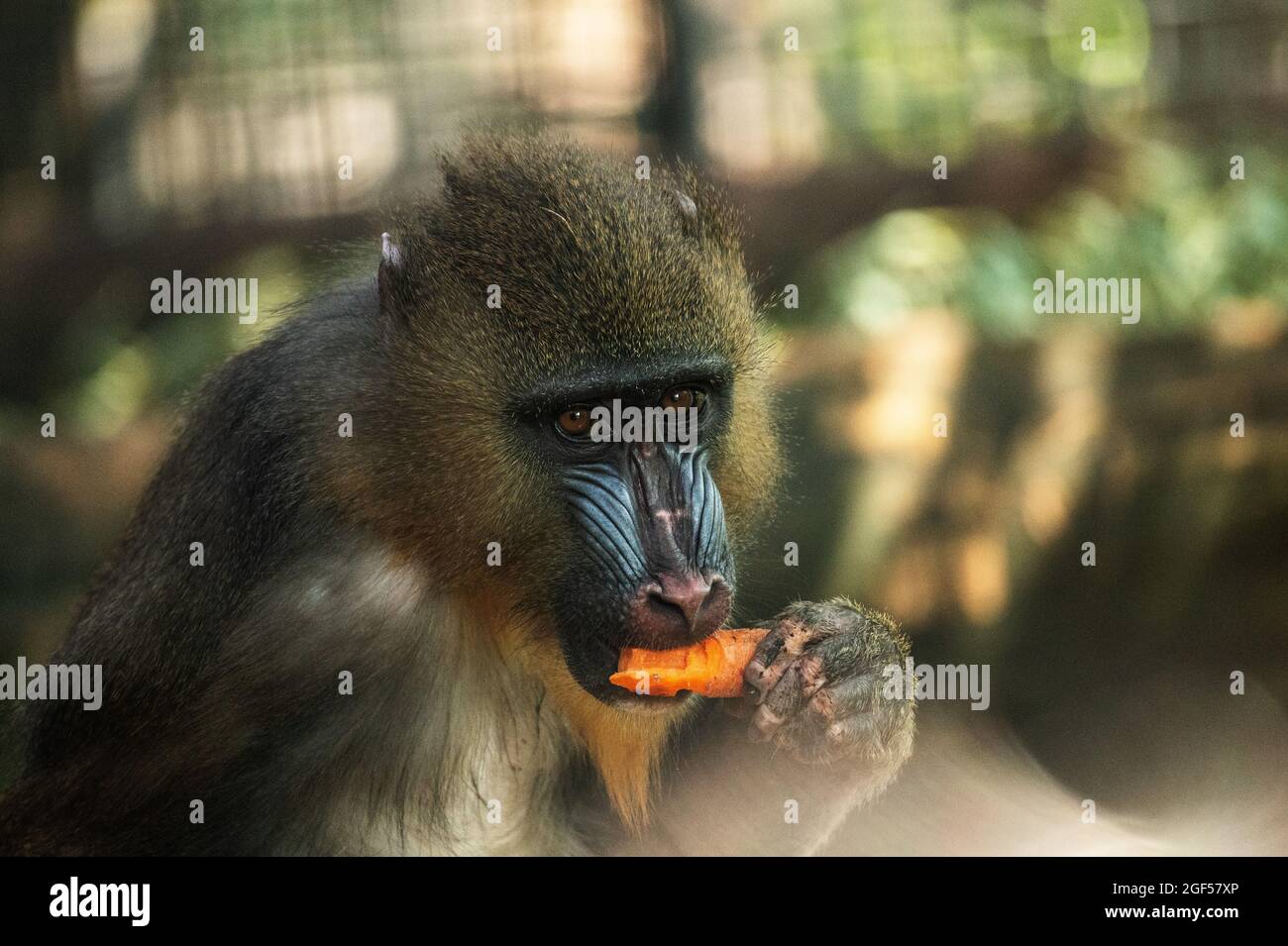 Madrid, Spain. 23rd Aug, 2021. A young mandrill (Mandrillus sphinx ...