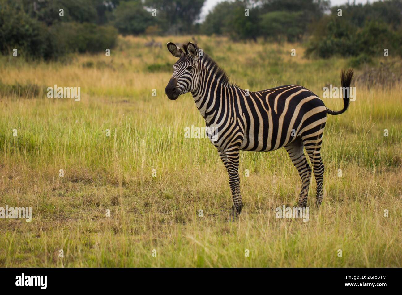 A close up of zebra in grass on the plains of Africa on a safari in ...