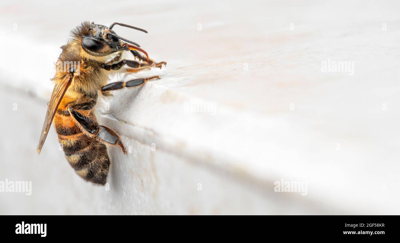 The honey bee sits on white marble and washes after rain. Macro Stock ...