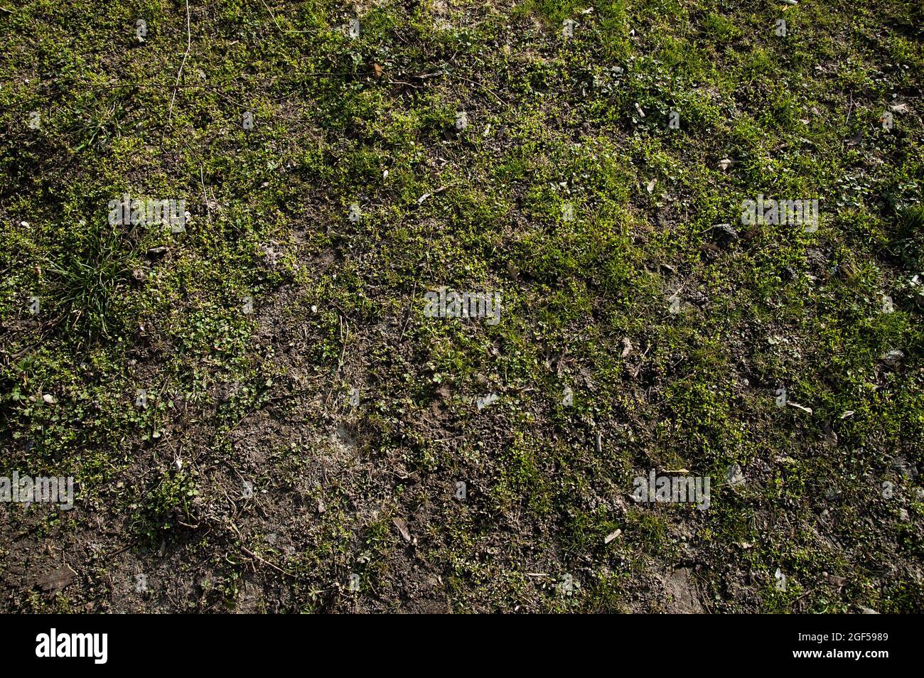 The first spring grass is breaking through Stock Photo - Alamy