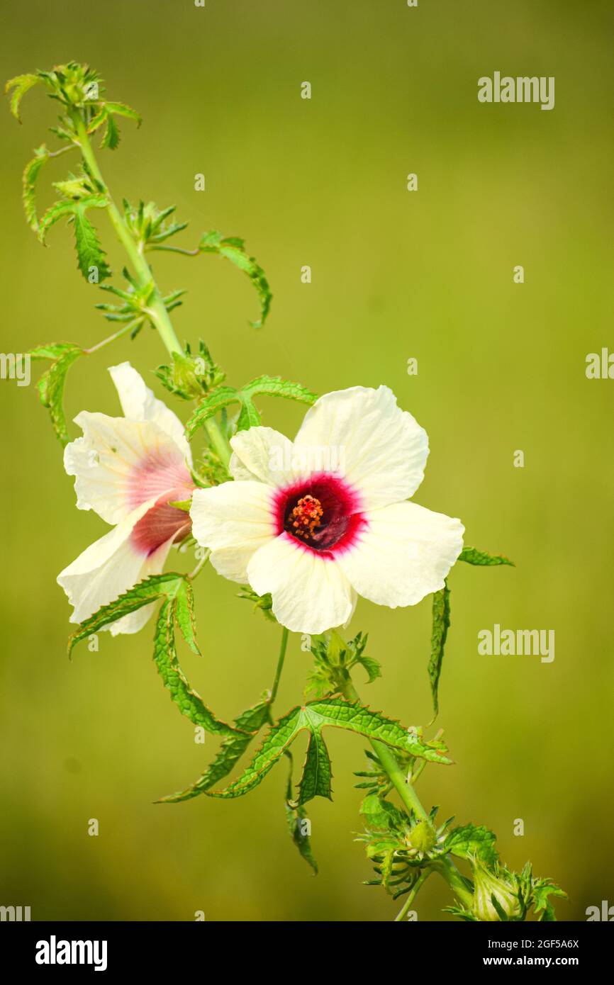 Vertical shot of a blooming Kenaf flower Stock Photo - Alamy