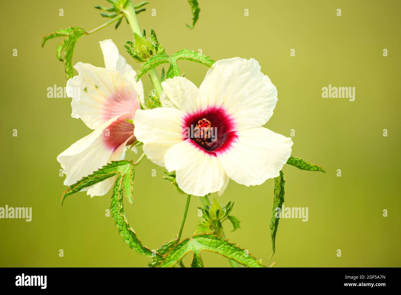 Beautiful kenaf flower hi-res stock photography and images - Alamy