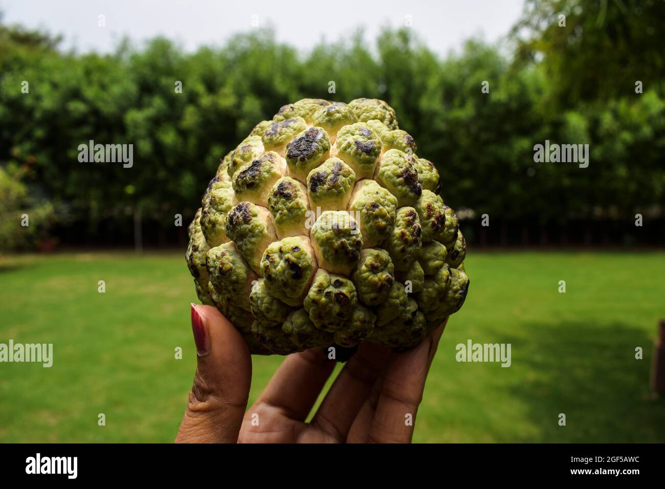 Female holding Fresh Custard apple fruits in hand also known as sugar ...