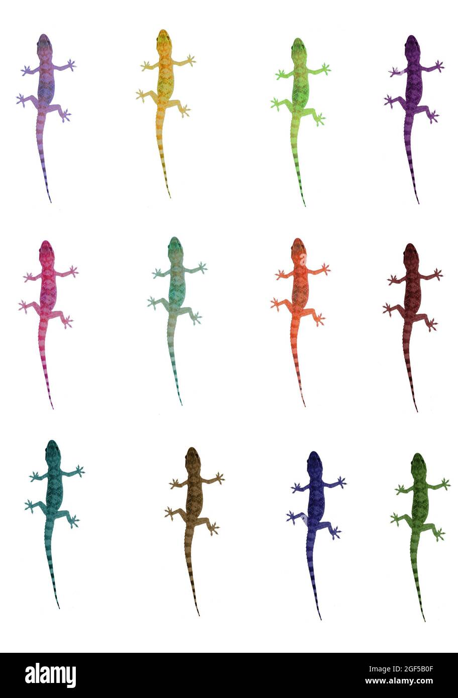 Vertical shot of colorful lizards on a white background Stock Photo - Alamy